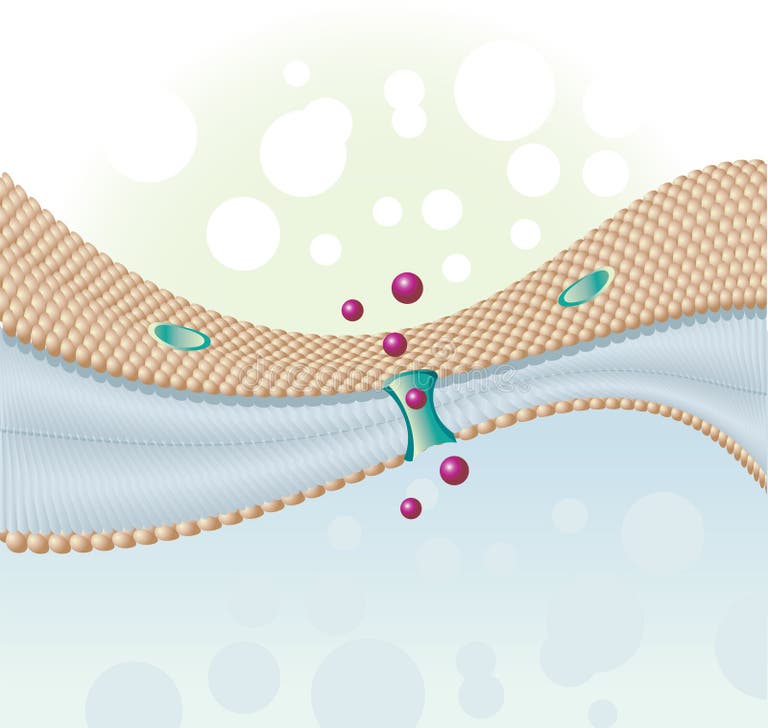 Cytoplasm Cell Membrane Stock Illustrations – 4,415 Cytoplasm Cell ...