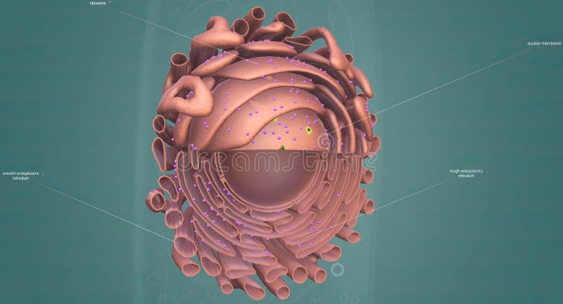 The Cell Membrane is Also Called the Plasma Membrane Stock Illustration ...