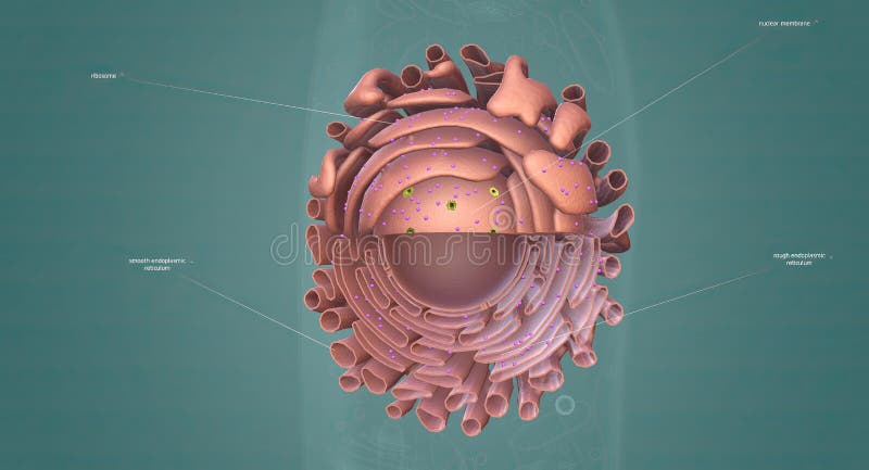 The Cell Membrane is Also Called the Plasma Membrane Stock Illustration ...