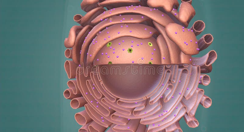 The Cell Membrane is Also Called the Plasma Membrane Stock Illustration ...