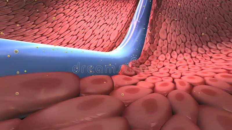 Interactions of Synthetic Polymers with Cell Membranes and Model ...