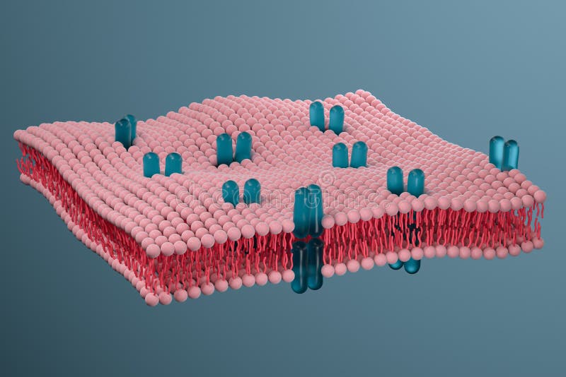 Cell Membrane and Biology, Biological Concept, 3d Rendering Stock ...