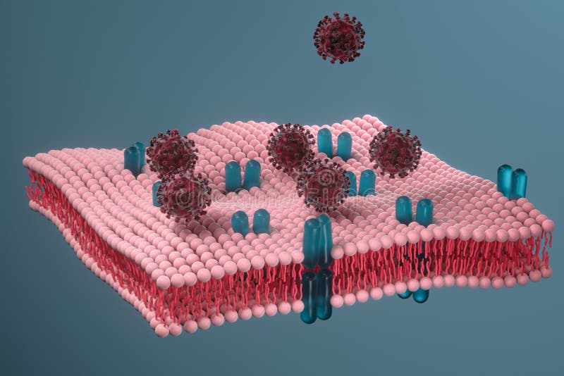 Cell Membrane and Biology, Biological Concept, 3d Rendering Stock ...