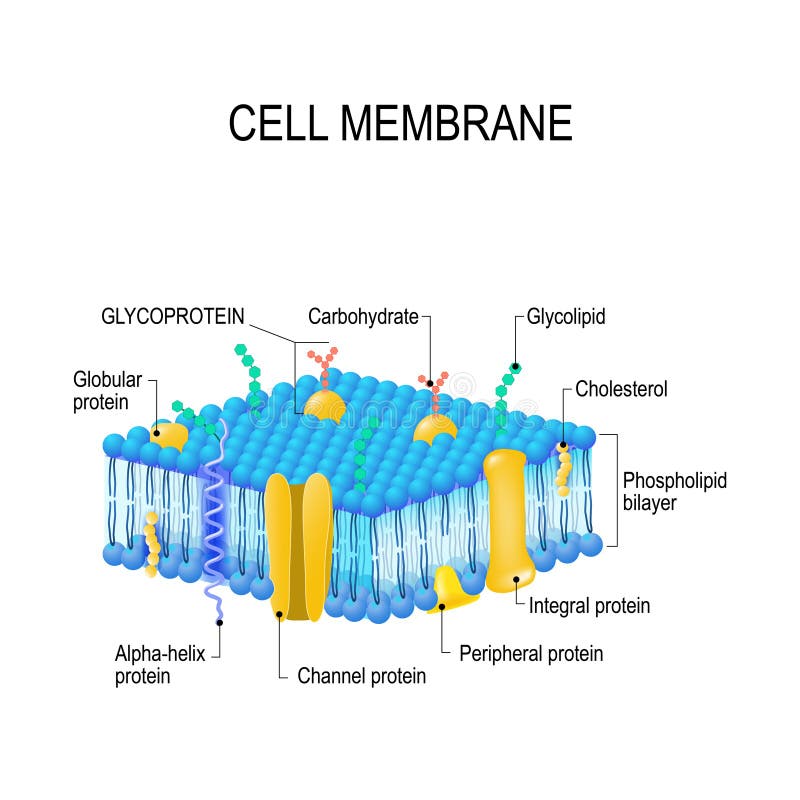 Ppt Unit 2 Part 1 Cell Structure And Function Membrane Ppt Unit 2 Part 1 Cell Structure And Function Membrane