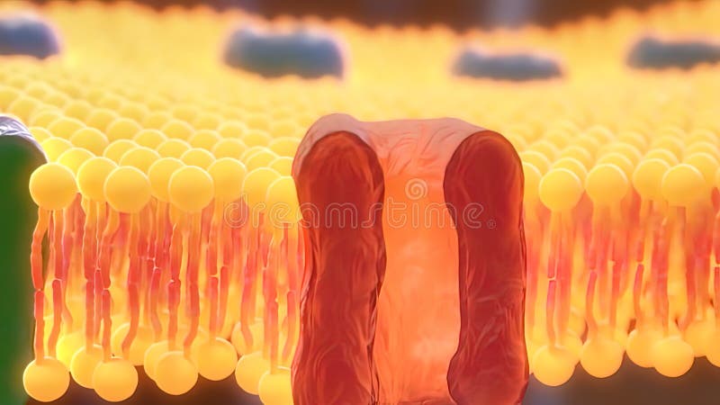 Function of Cell Membrane and Glucose Molecules Stock Illustration ...