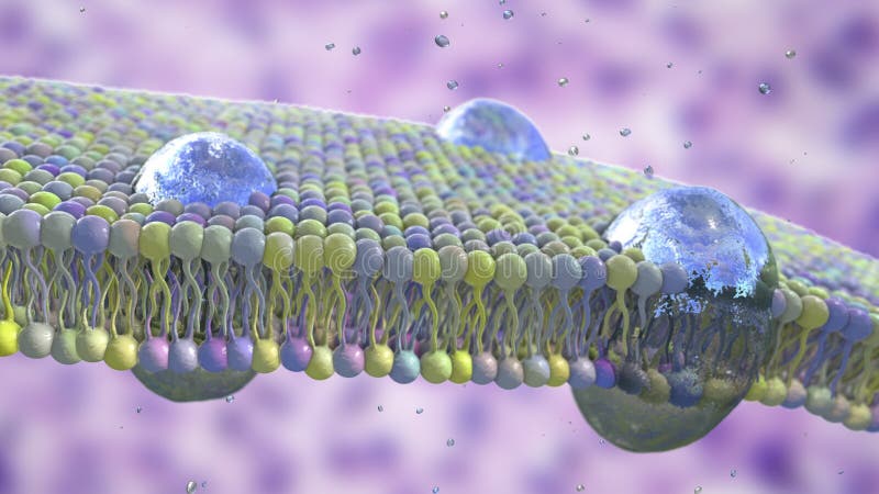 Cell Membrane, 3D Illustration Stock Illustration - Illustration of ...