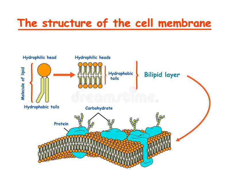 Cell Membrane Structure on White Background Isolated. Education Vector ...