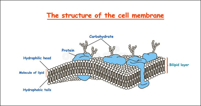 Cell Membrane Structure in Monochrome on White Background Isolated ...