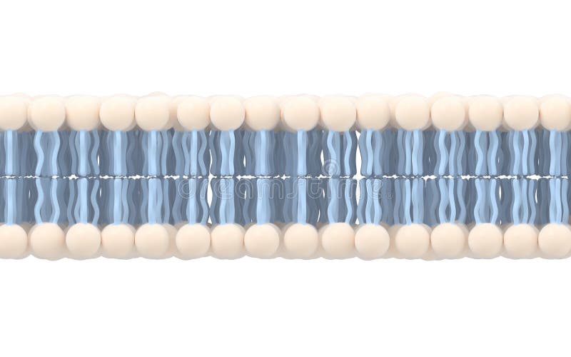 Cell Membrane with White Background, 3d Rendering Stock Illustration ...