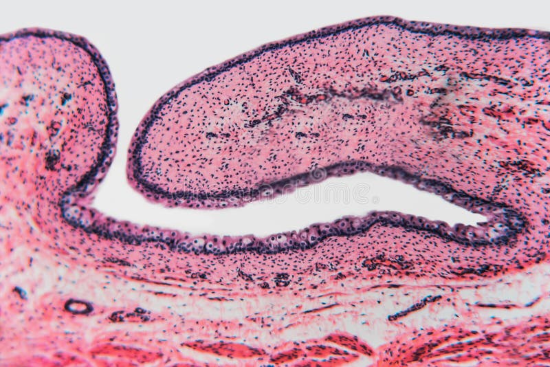 Cell Microscopic- Bladder Cat Stock Photo - Image of animal, botanic ...