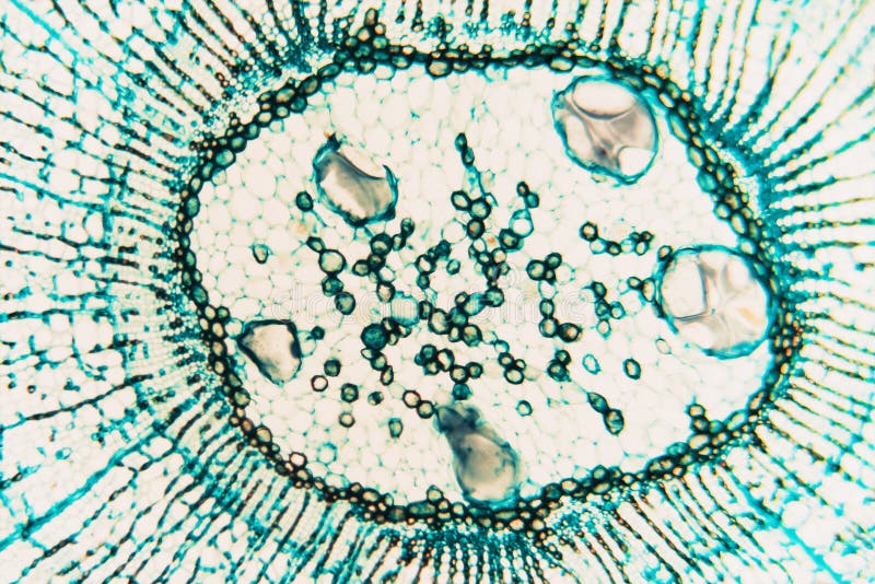 Cell Microscopic- Branches Linden Stock Photo - Image of training ...