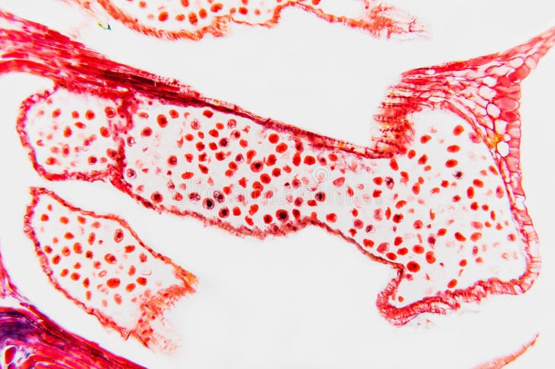 Cell Microscopic- Flower Ovary Stock Image - Image of molecular ...