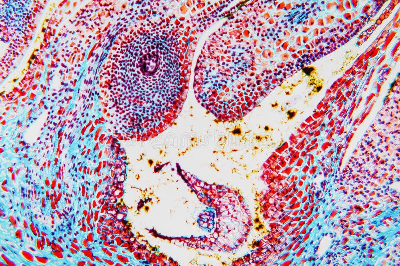 Cell Microscopic- Flower Ovary Stock Photo - Image of education, ovule ...