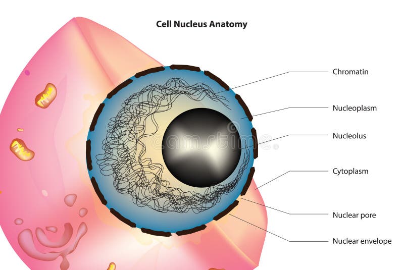 Cell Nucleus Anatomy stock vector. Illustration of technology - 321824207