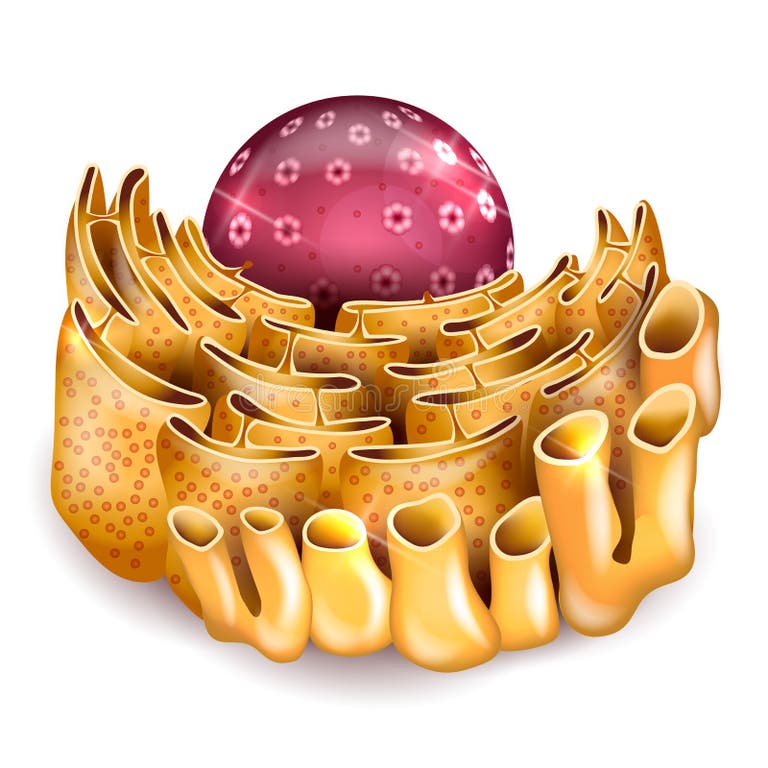 Smooth Endoplasmic Reticulum Stock Illustrations – 182 Smooth ...