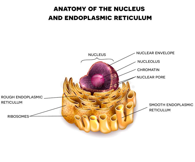 Endoplasmic Reticulum Structure