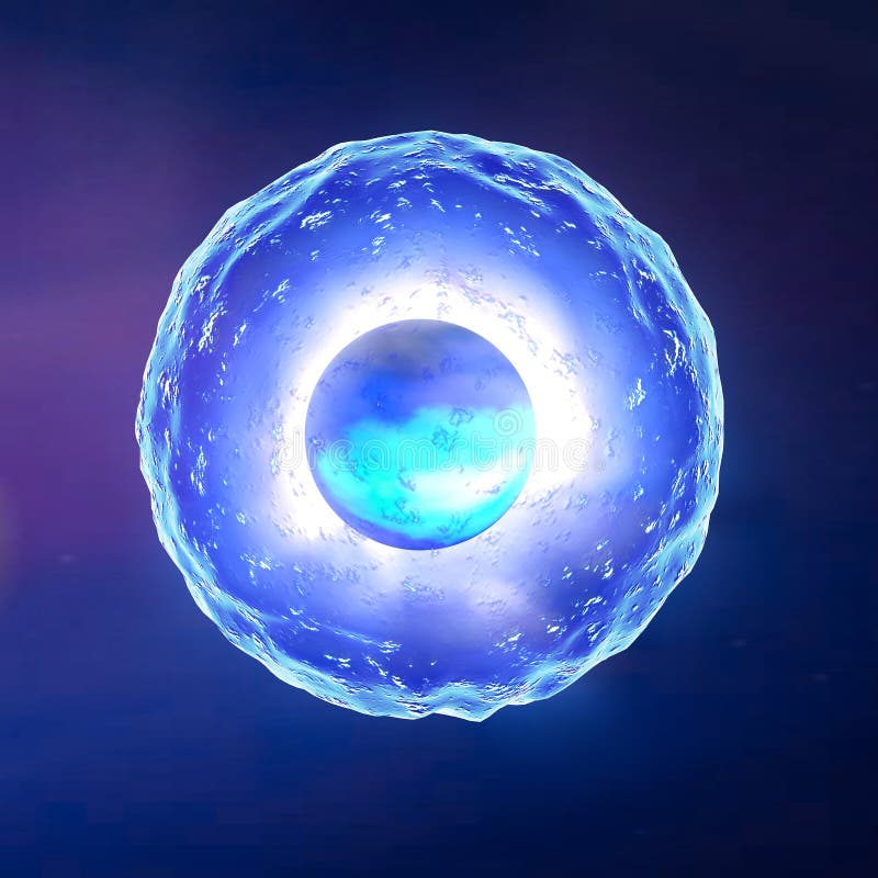 Cell Nucleus, Ovum, Fertilization Stock Illustration - Illustration of ...