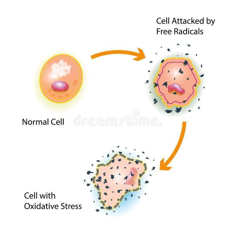 Cell Oxidative Stress stock vector. Illustration of organism - 90879213 Cell Oxidative Stress stock vector. Illustration of organism - 90879213