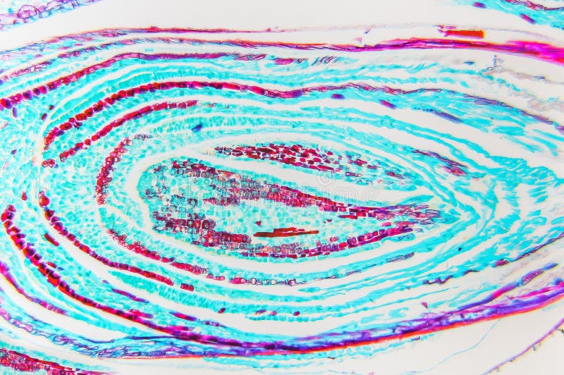 Cell Pinus Female Strobile LS Stock Image - Image of organic ...