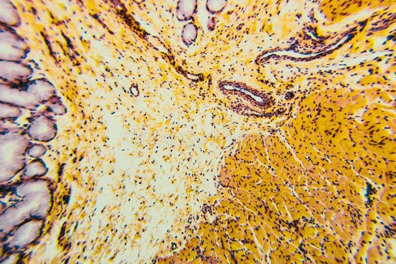 Dog Anatomy Internal Stock Photos - Free & Royalty-Free Stock Photos ...