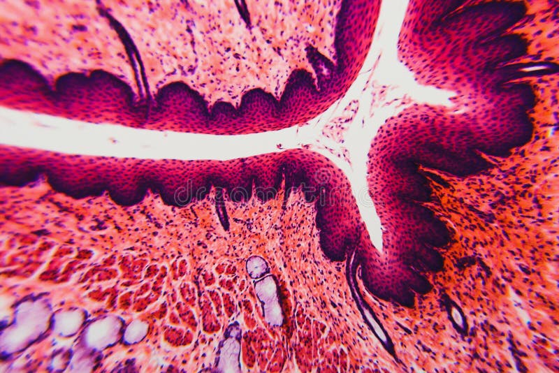 Cross Section Esophagus Dog Stock Illustration - Illustration of ...