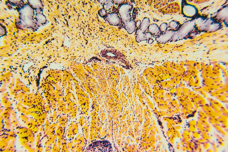 Cross Section Esophagus Dog Stock Illustration - Illustration of ...