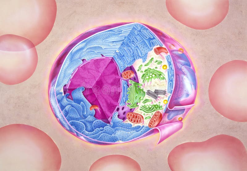 Cell - Showing Internal Structures Stock Illustration - Illustration of ...