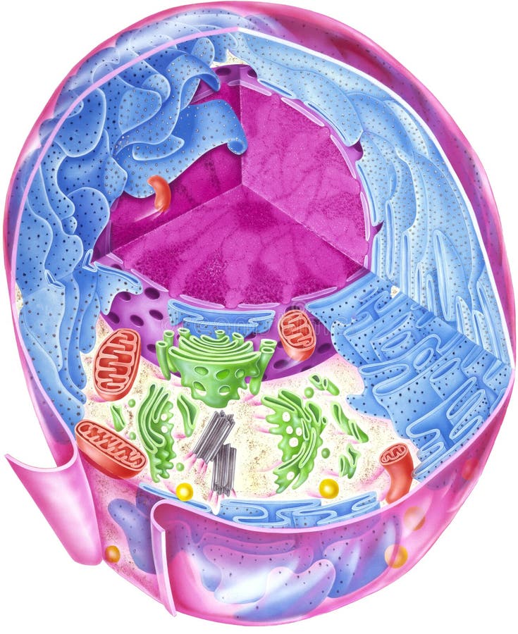 Cell - Showing Internal Structures Stock Illustration - Illustration of ...