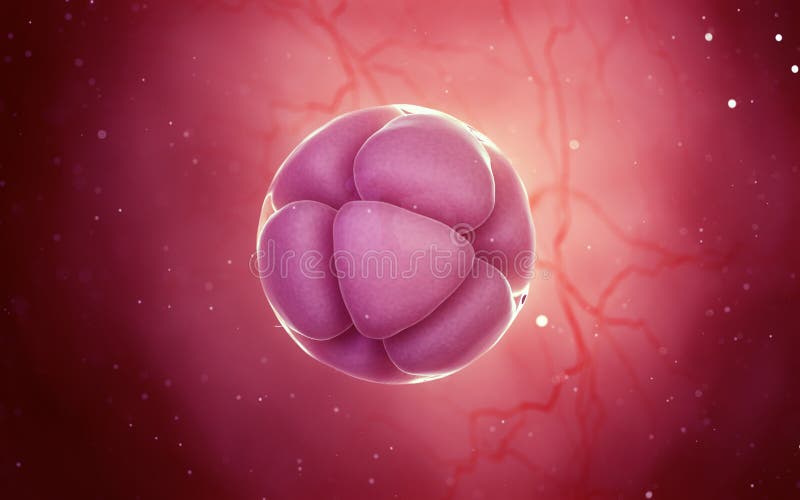 A 2 cell stage embryo stock illustration. Illustration of embryology ...