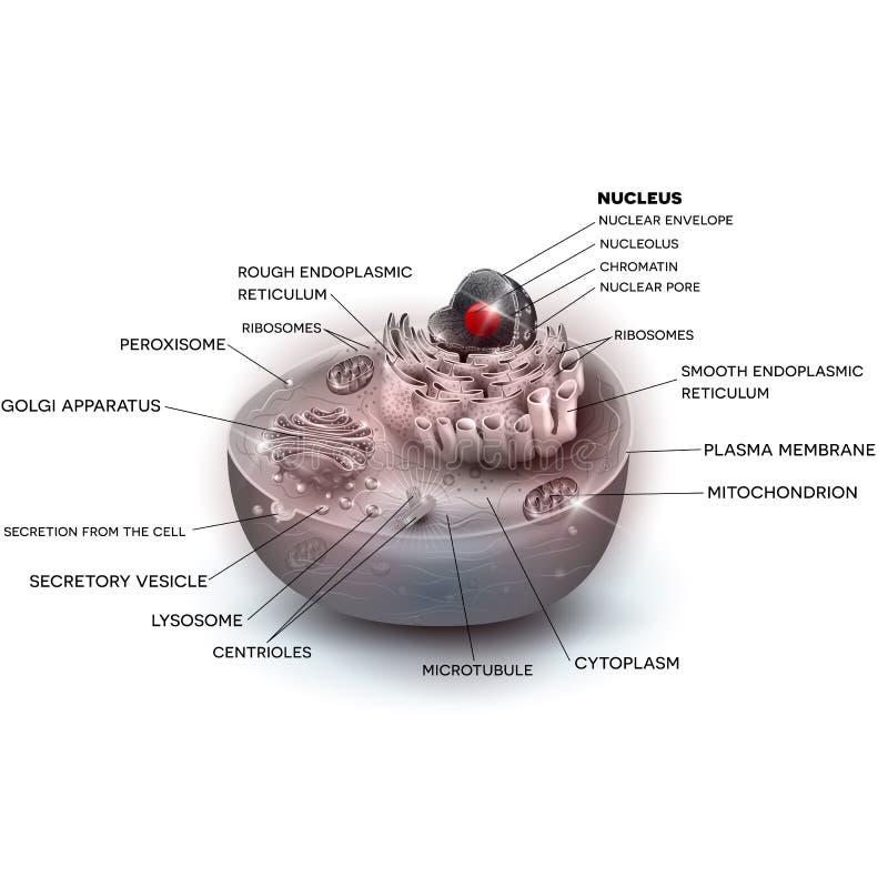 Cell Structure Beautiful Color Illustration Stock Vector - Illustration ...