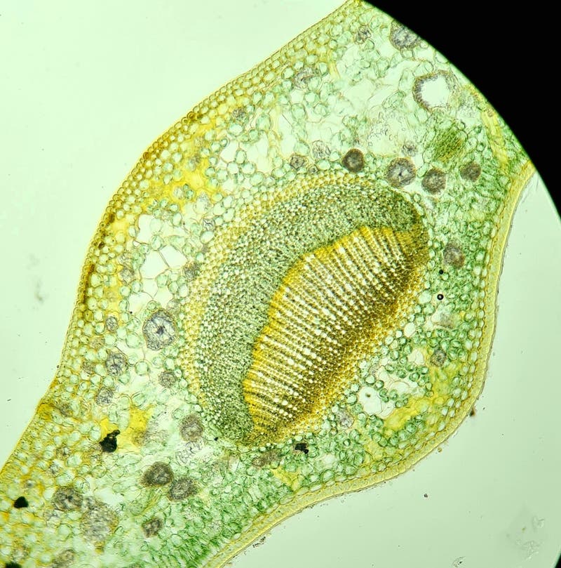 Cell Structure of Camellia Leaf, Microscopic View Stock Photo - Image ...