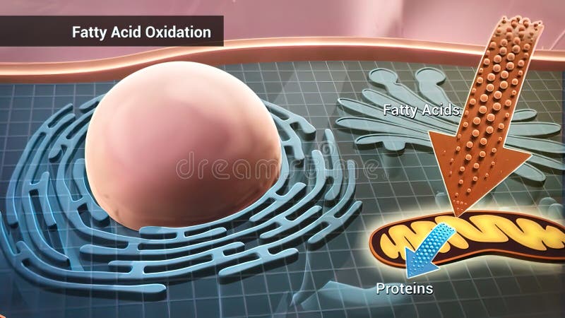 Cell Structure and Components, Mitochondria, Nucleus and Cytoplasm ...