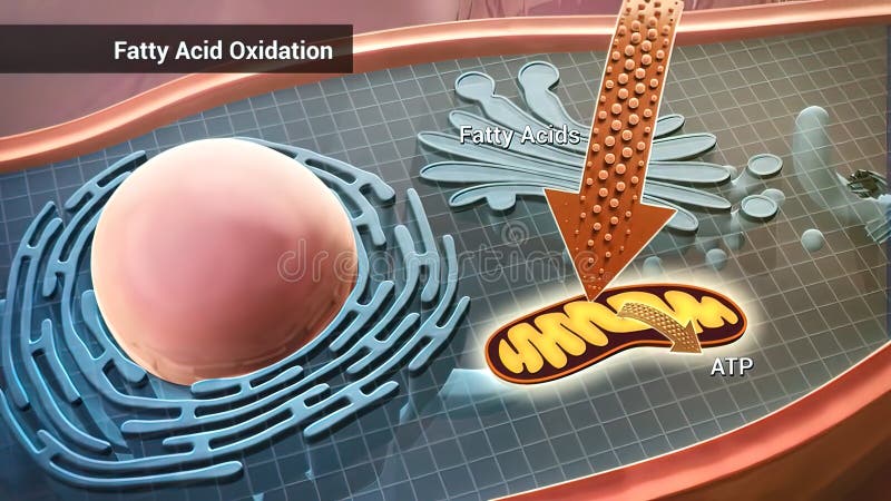 Cell Structure and Components, Mitochondria, Nucleus and Cytoplasm ...