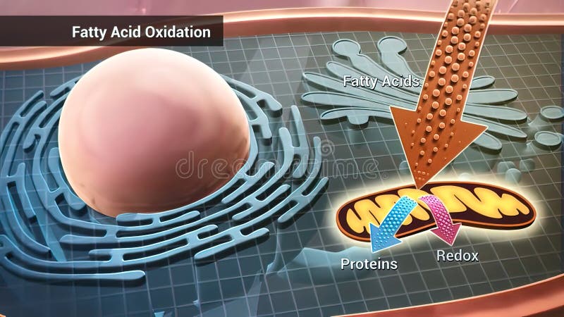 Cell Structure and Components, Mitochondria, Nucleus and Cytoplasm ...
