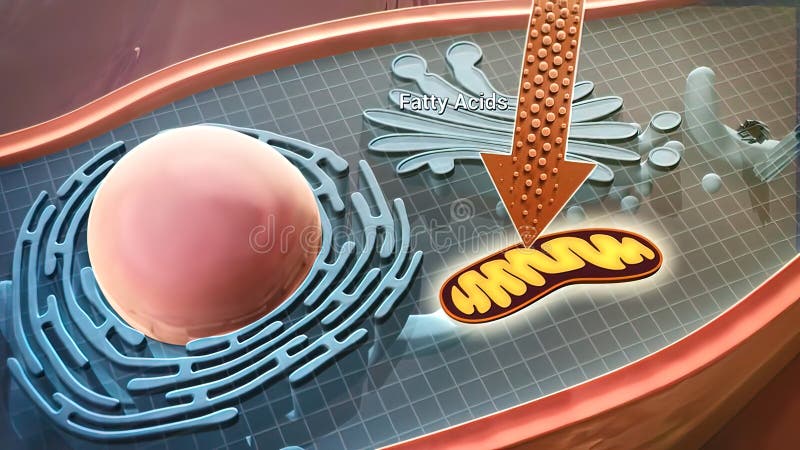 Cell Structure and Components, Mitochondria, Nucleus and Cytoplasm ...