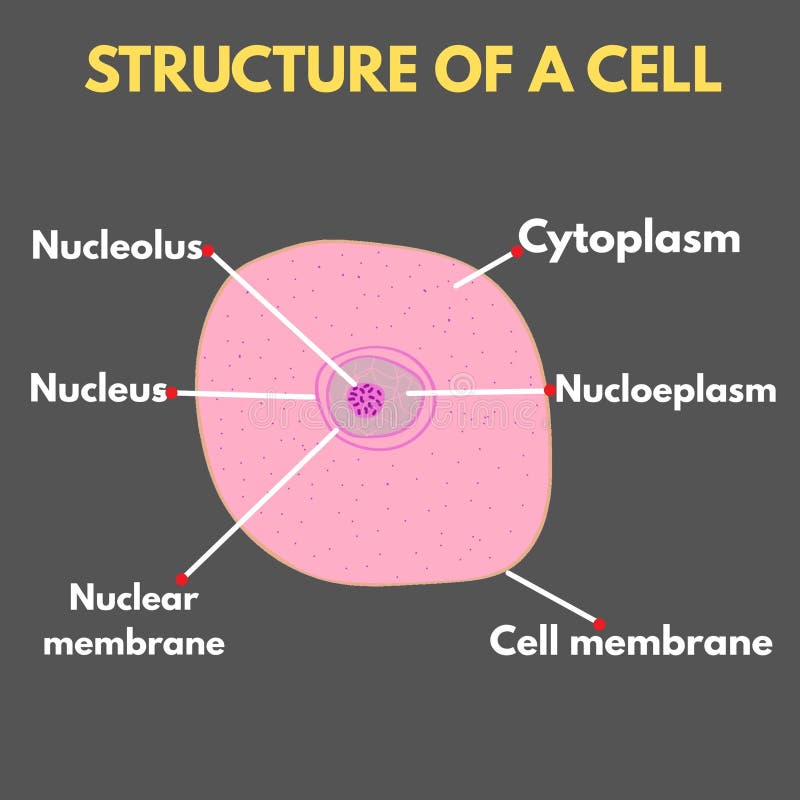 Cell structure diagram stock illustration. Illustration of poster ...