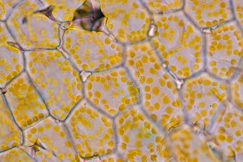 Chromoplast In Tomato