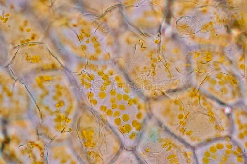 Cell Structure Flower, View of Chromoplast Showing in Plant Cells Under ...