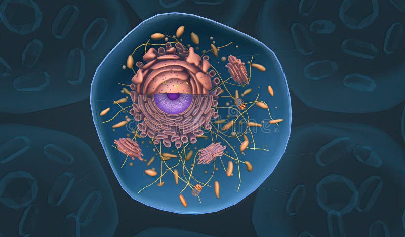 Cell Structure and Functions, Cell Organelles Stock Illustration ...