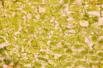 Cell Structure Hydrilla, View of the Leaf Surface Showing Plant Cells ...