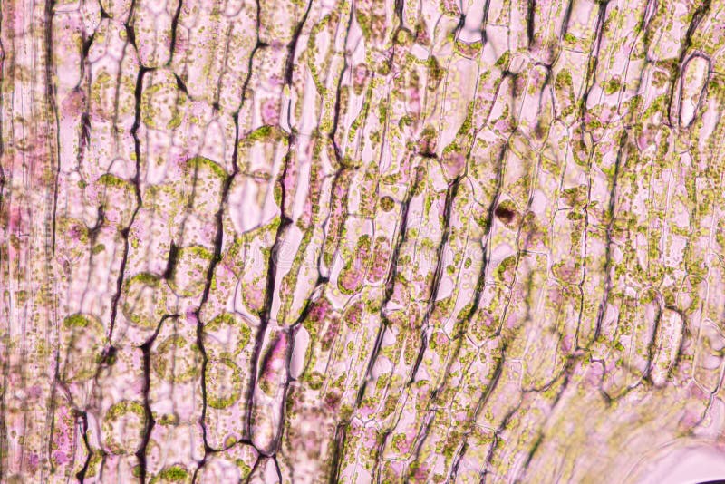 Cell Structure Hydrilla, View of the Leaf Surface Showing Plant Cells ...