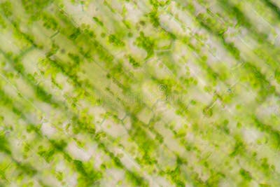 Cell Structure Hydrilla, View of the Leaf Surface Showing Plant Cells ...