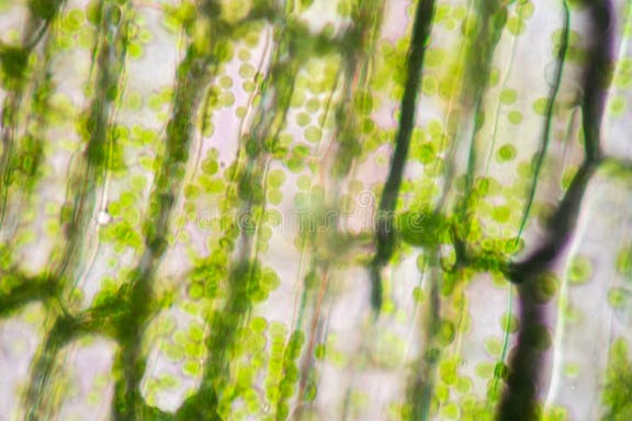 Cell Structure Hydrilla, View of the Leaf Surface Showing Plant Cells ...