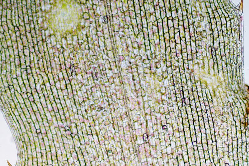 Cell Structure Hydrilla, View of the Leaf Surface Showing Plant Cells ...