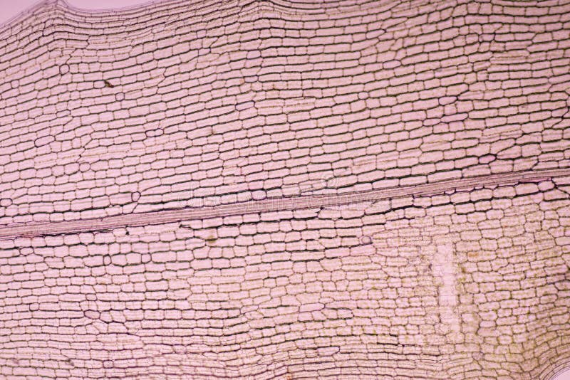 Cell Structure Hydrilla, View of the Leaf Surface Showing Plant Cells ...