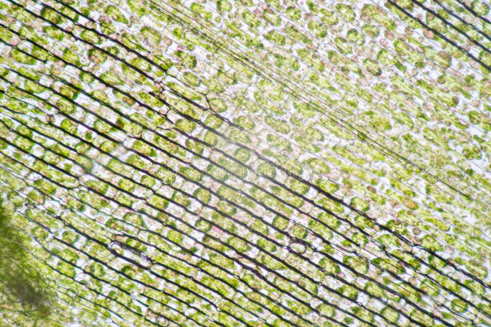 Cell Structure Hydrilla, View of the Leaf Surface Showing Plant Cells ...