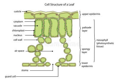 Palisade Cell Stock Illustrations – 62 Palisade Cell Stock ...