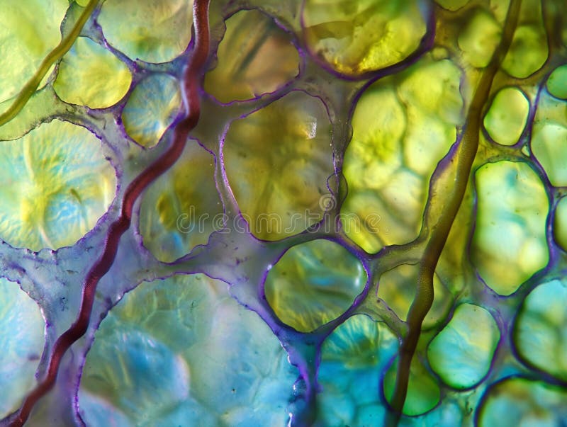 Cell Structure Plant, View of the Leaf Surface Showing Plant Cells ...