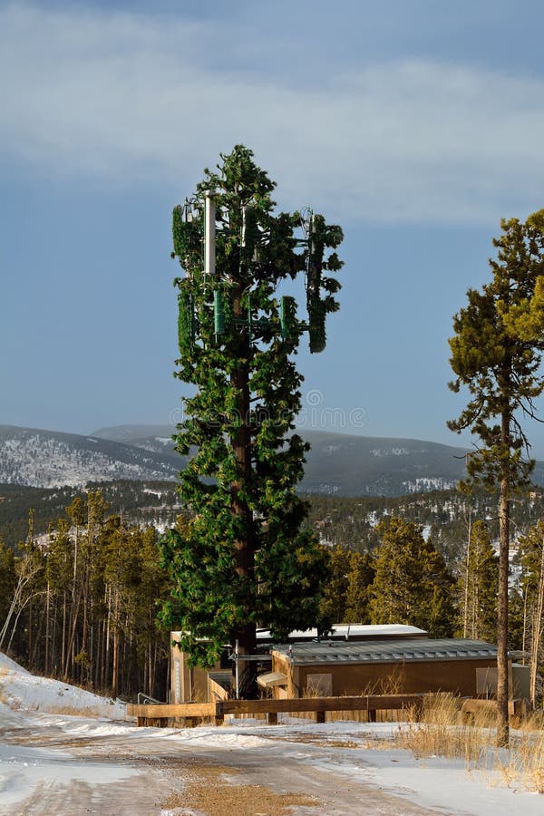 Cell Tower Disguised As a Tree Stock Image - Image of cell, creative ...