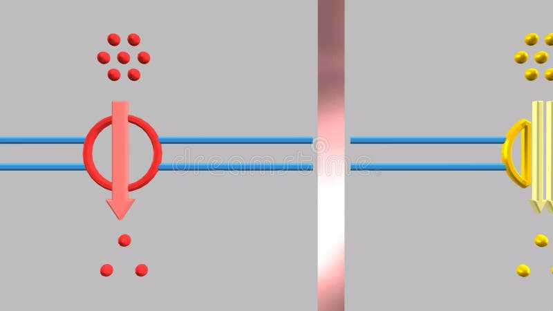 Cell Transport Refers To the Movement of Substances Across the Cell ... Cell Transport Refers To the Movement of Substances Across the Cell ...